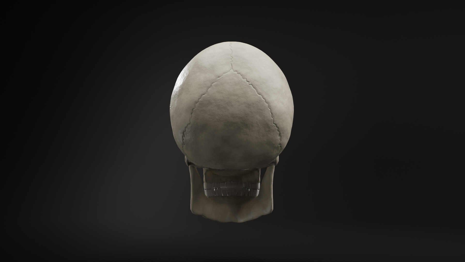 Low Poly Realistic Human Skull - 3D Model by 3DPolyForge