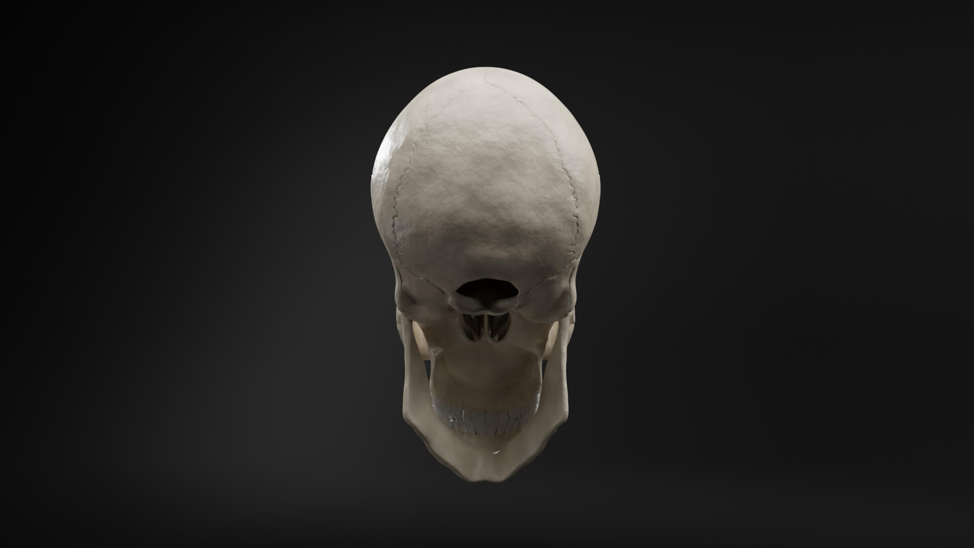 Realistic Human Skull High Poly and Low Poly Versions - 3D Model by ...