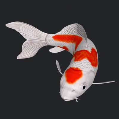 Koi Fish 3D Model Ready to Print by 3DPrintModel9x
