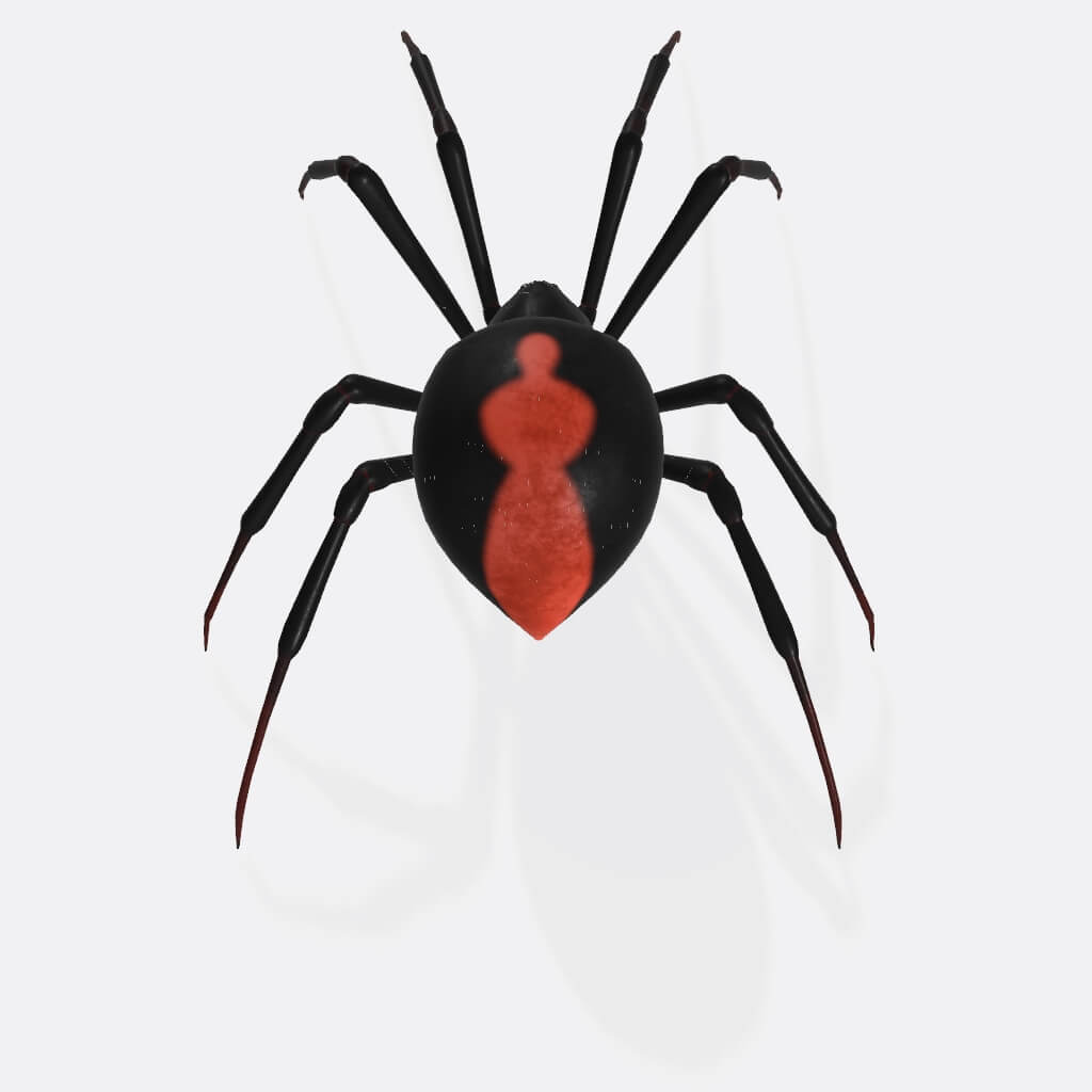 Black Widow Spider - 3D Print Model by 3dprintmodelSG