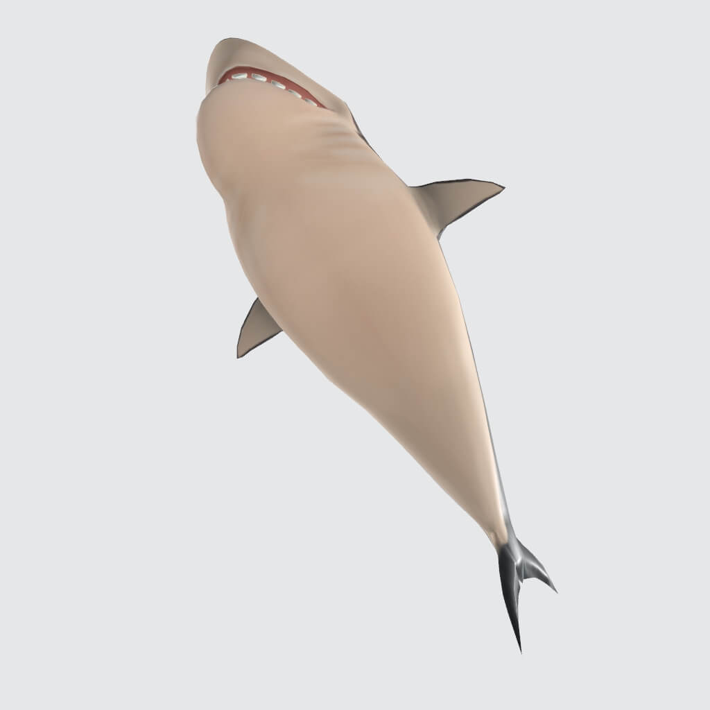 Cartoon Shark 3D Model Ready To Print by 3dprintmodelSG