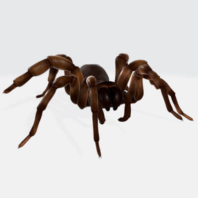 Print Ready 3D Models | Animals | Spiders | RenderHub