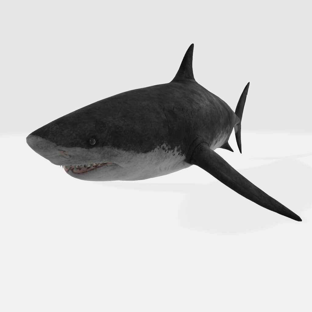 Megalodon Shark 3D Model Ready To Print by 3dprintmodelSG