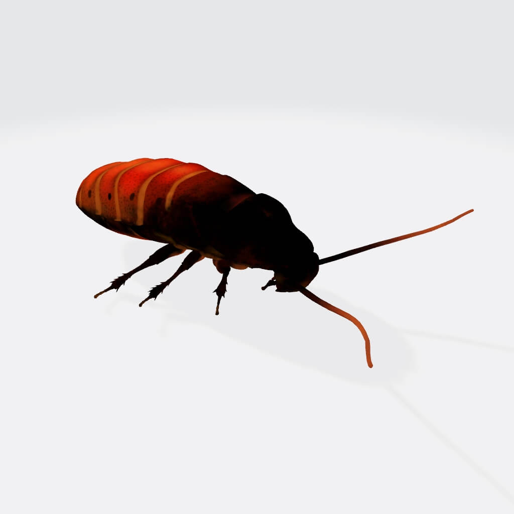 Oriental Cockroach - 3D Model by 3dprintmodelSG