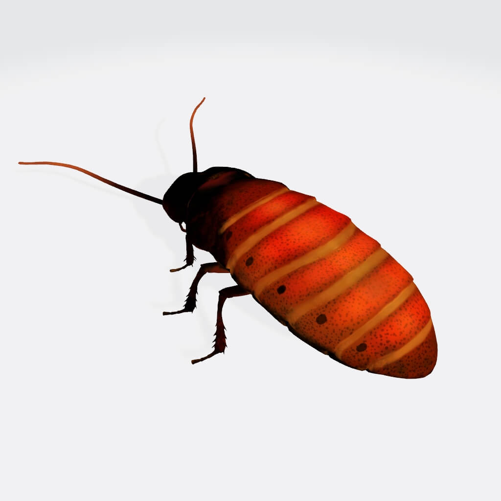 Oriental Cockroach 3D Model Ready To Print by 3dprintmodelSG