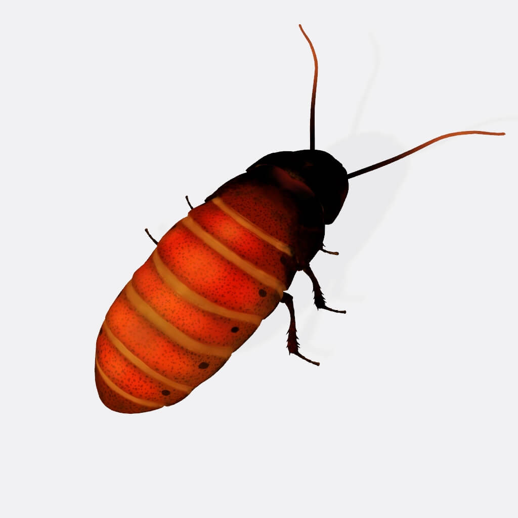 Oriental Cockroach 3D Model Ready To Print by 3dprintmodelSG