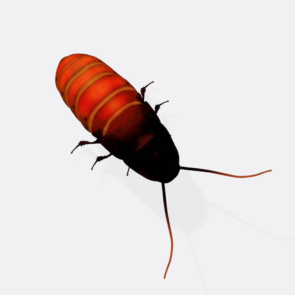 Oriental Cockroach - 3D Model by 3dprintmodelSG