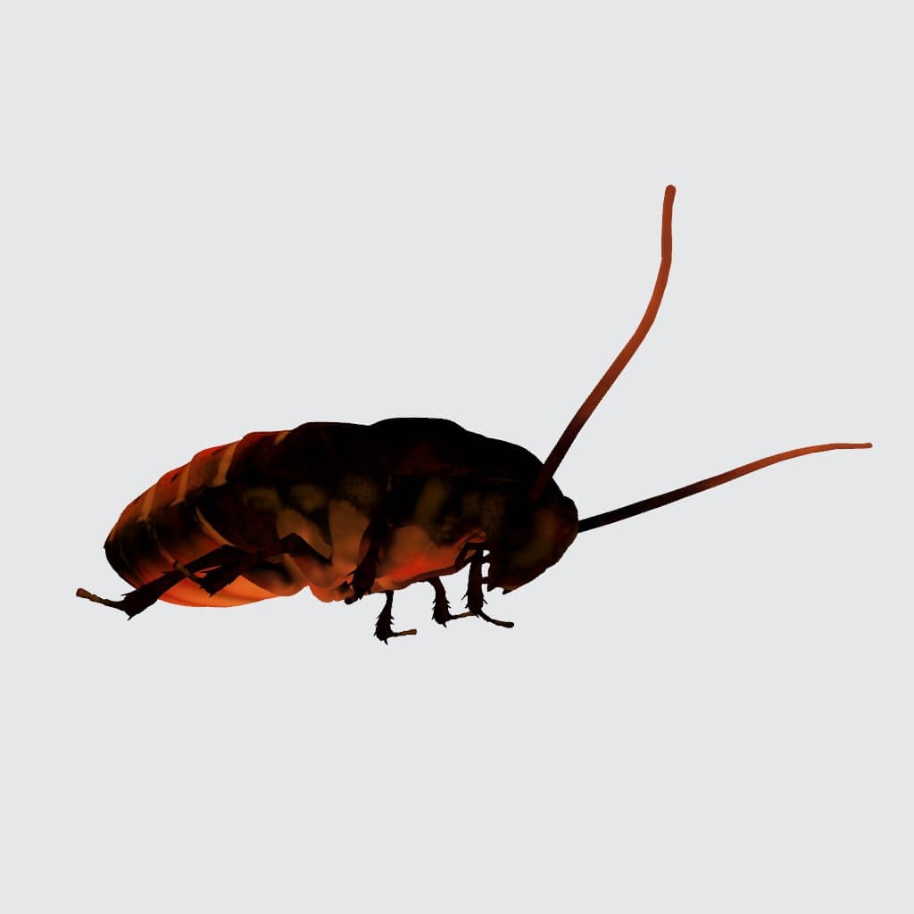 Oriental Cockroach - 3D Model by 3dprintmodelSG