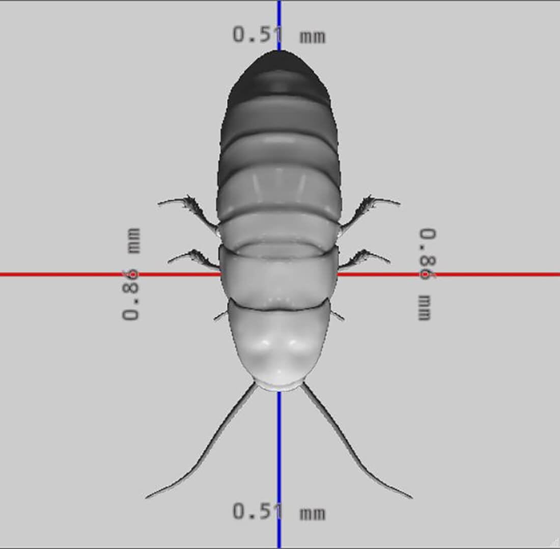 Oriental Cockroach - 3D Model by 3dprintmodelSG