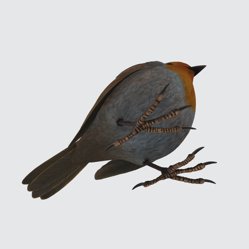 Robin Bird Animals - 3D Model by 3dprintmodelSG