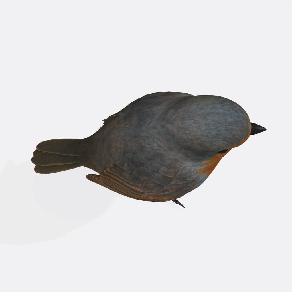 Robin Bird Animals - 3D Model by 3dprintmodelSG