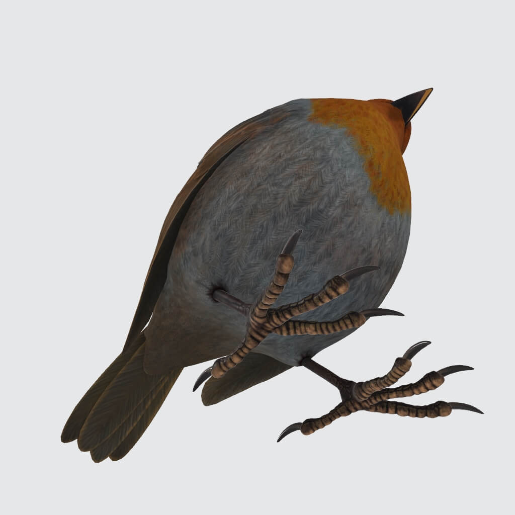 Singing Robin - 3D Model by 3dprintmodelSG