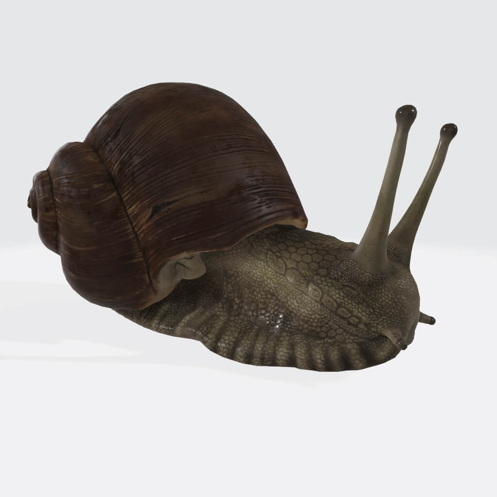 Snail Sculpture - 3D Model by 3dprintmodelSG