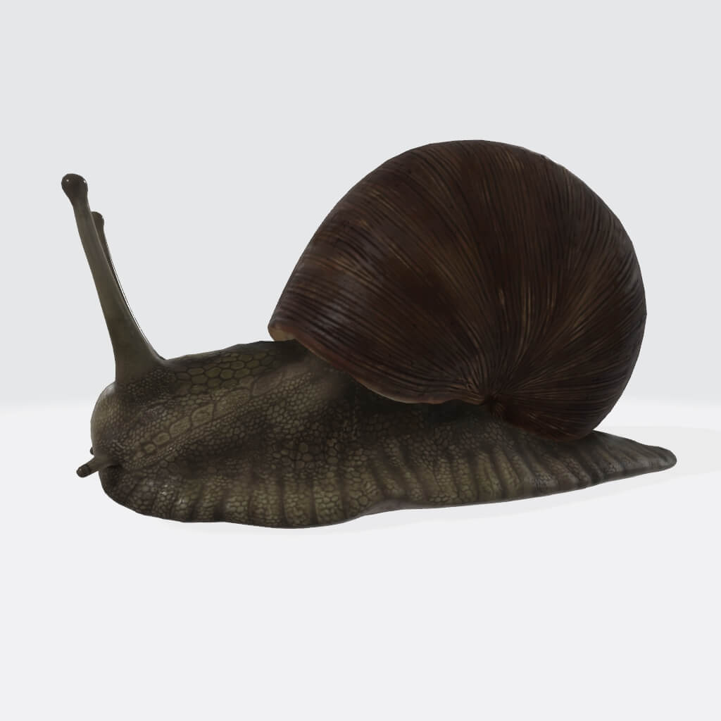 Snail Sculpture 3D Model Ready To Print by 3dprintmodelSG