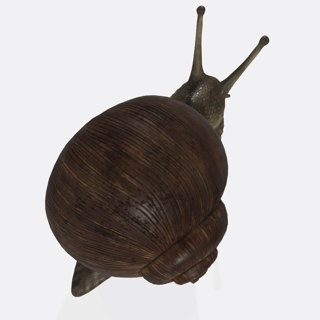 Snail Sculpture 3D Model Ready To Print by 3dprintmodelSG