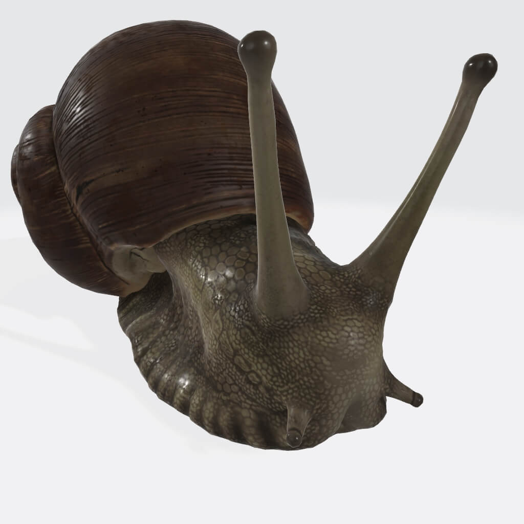 Snail Sculpture 3D Model Ready To Print by 3dprintmodelSG
