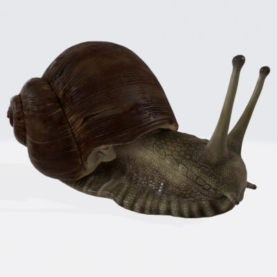 Snail Sculpture - 3D Model by 3dprintmodelSG