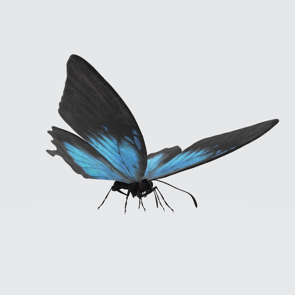 Ulysses Butterfly 3D Model Ready To Print by 3dprintmodelSG