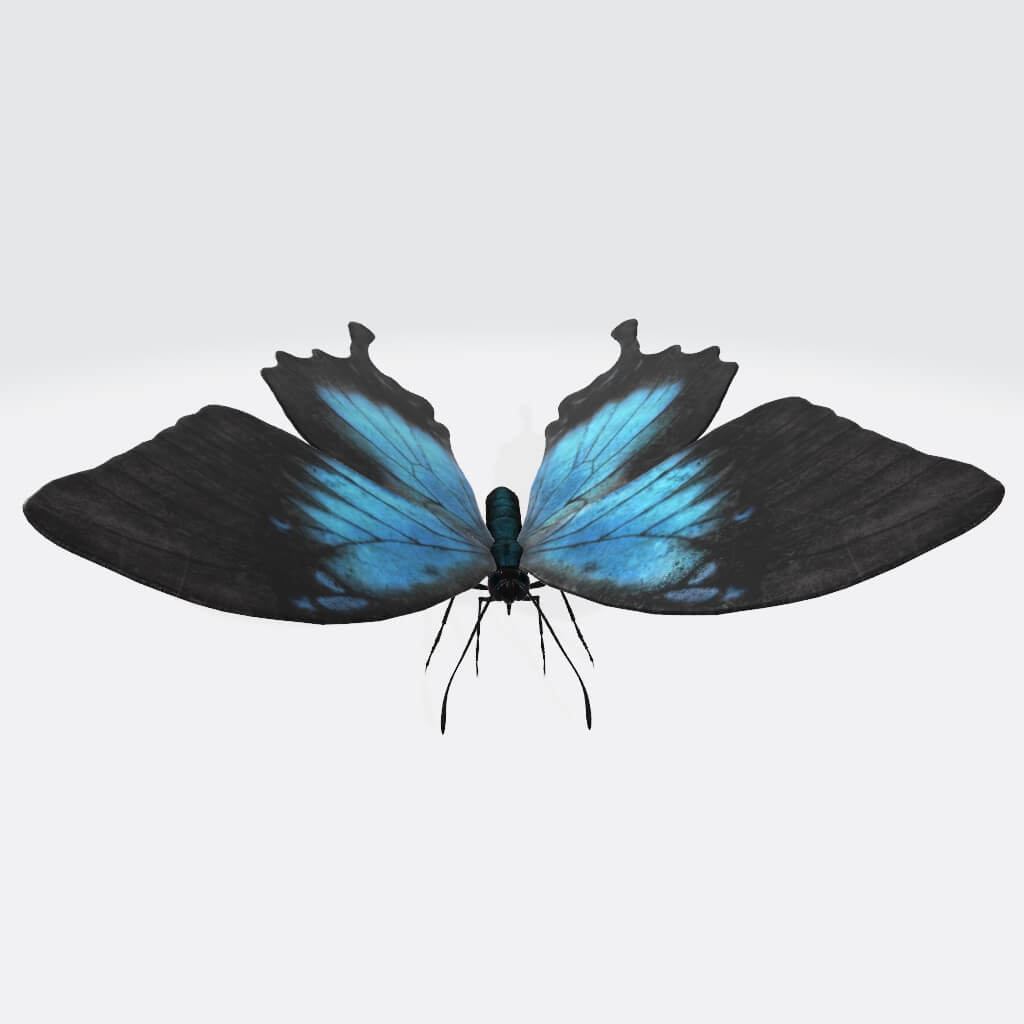 Ulysses Butterfly 3D Model Ready To Print by 3dprintmodelSG