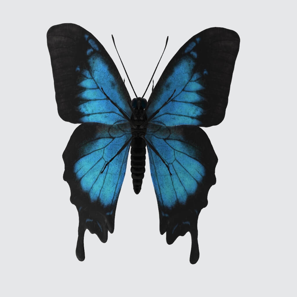 Ulysses Butterfly 3D Model Ready To Print by 3dprintmodelSG