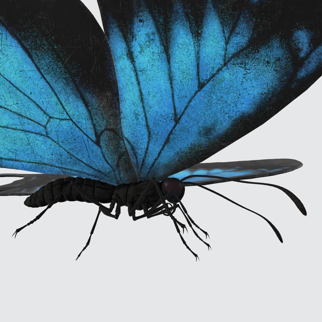 Ulysses Butterfly 3D Model Ready To Print by 3dprintmodelSG