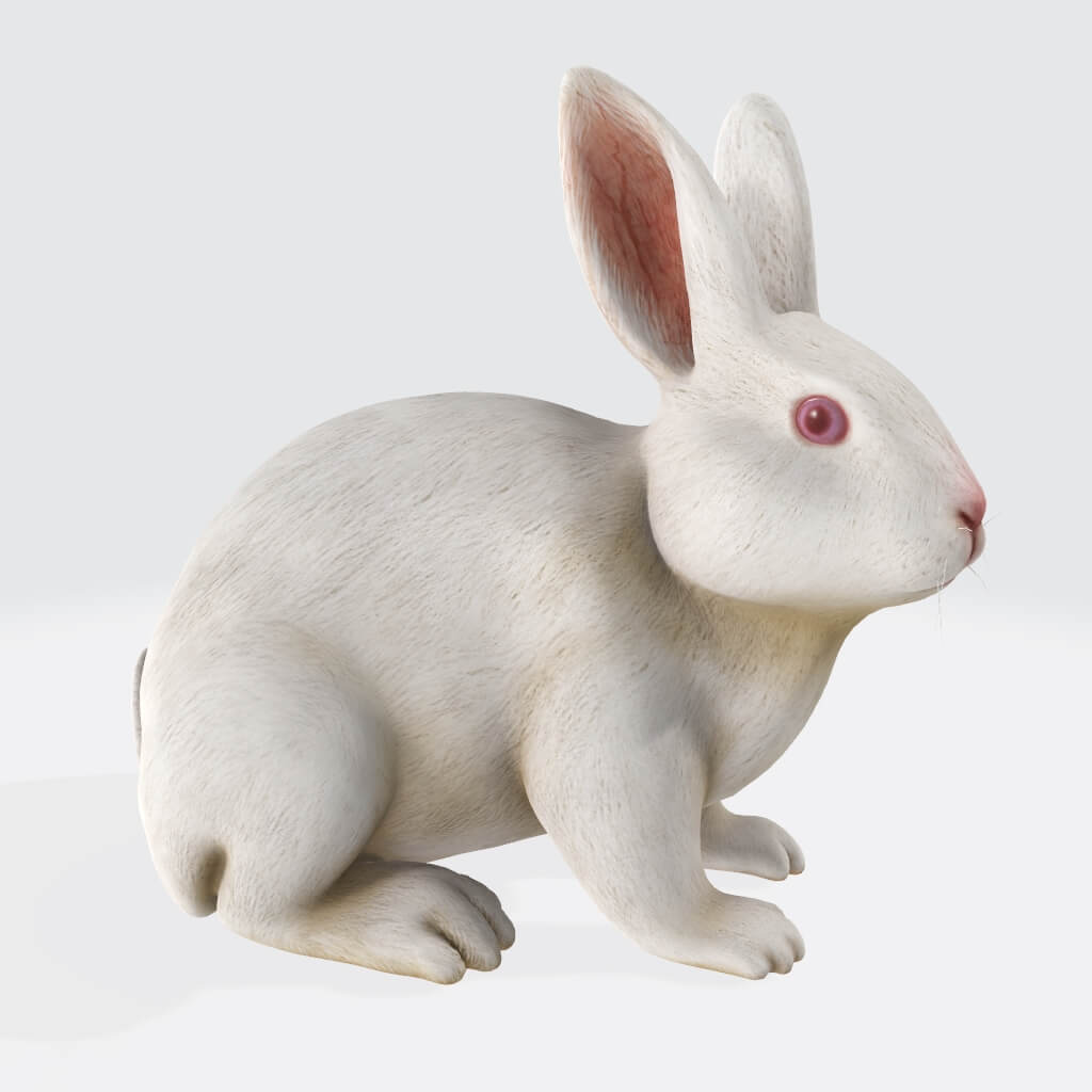 White Rabbit - 3D Model by 3dprintmodelSG