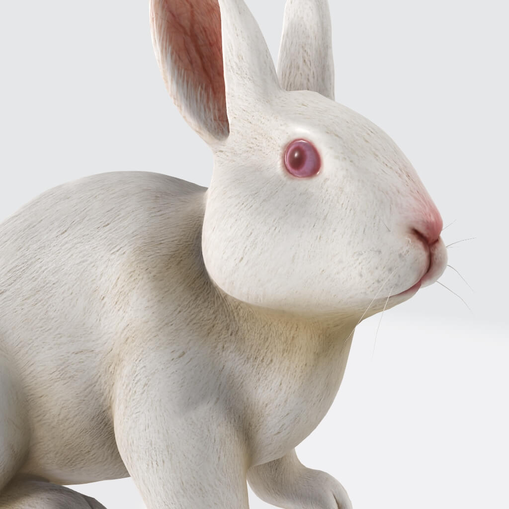 White Rabbit 3D Model Ready To Print by 3dprintmodelSG