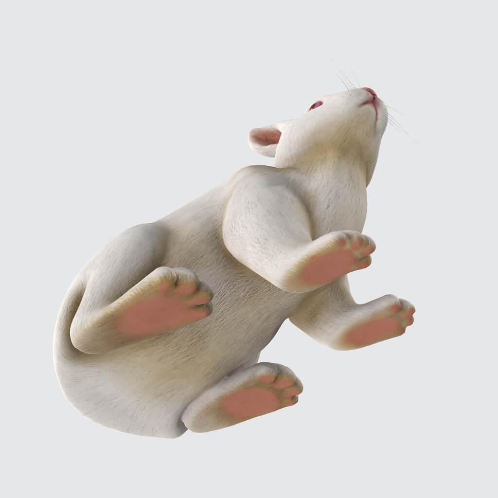 White Rabbit - 3D Model by 3dprintmodelSG