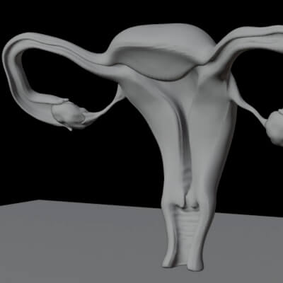 Female Reproductive System Anatomy 3D Model Beshmesh by 3drealism