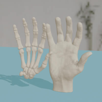 Human Hand Anatomy Bones 3d Model by 3drealism