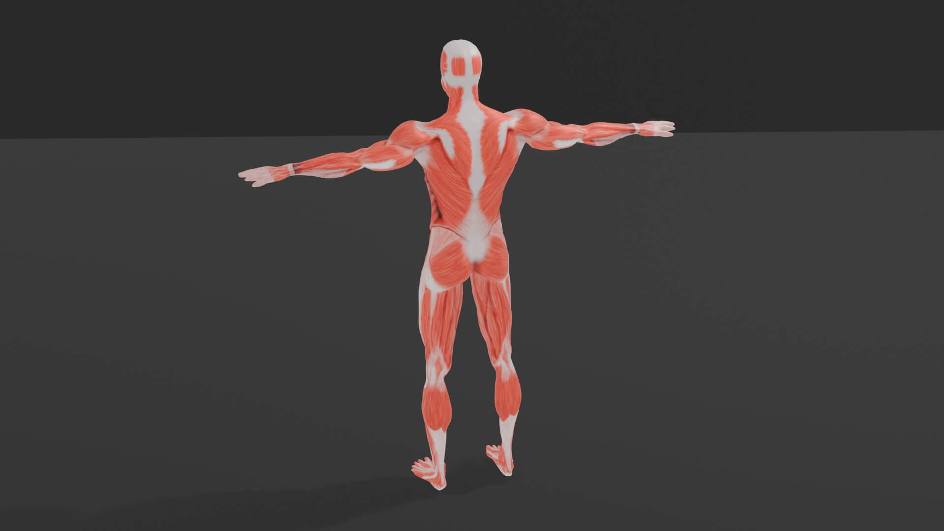 Human Muscular System 3D Printable Model by 3drealism