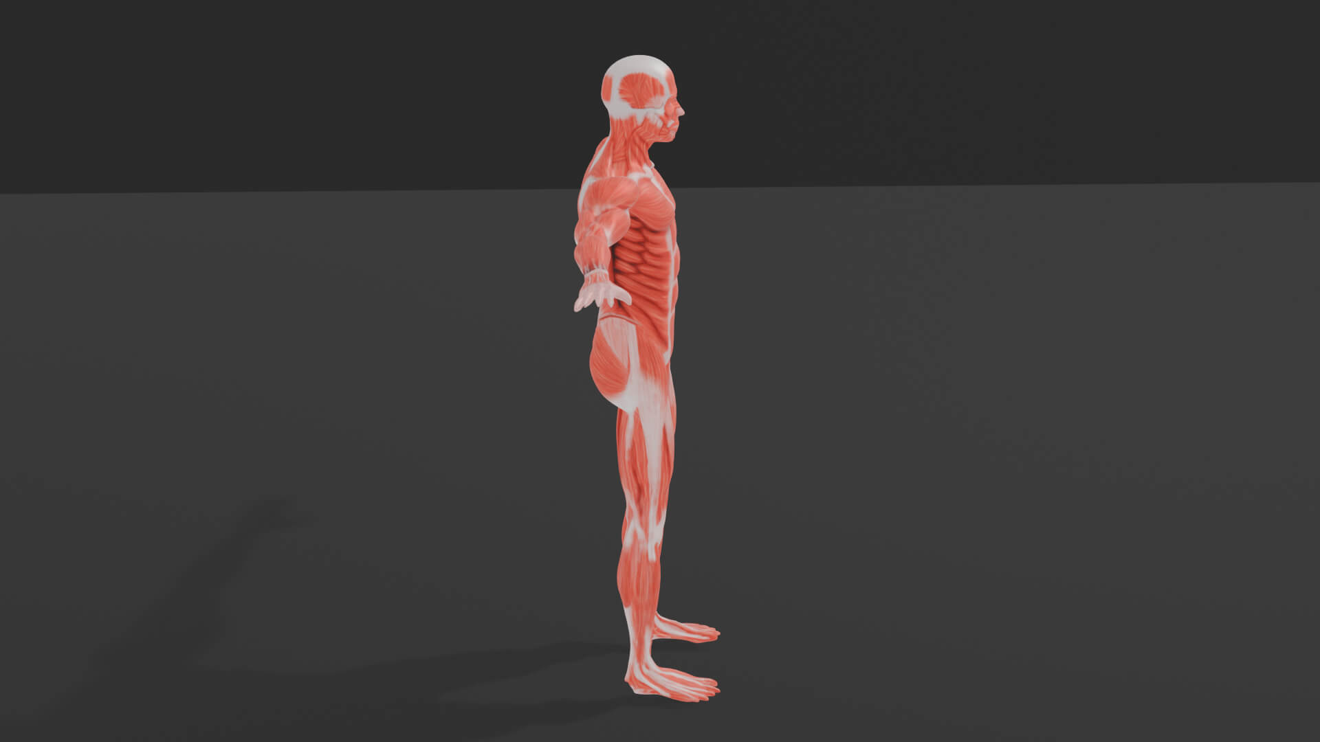 Human Muscular System 3D Printable Model by 3drealism