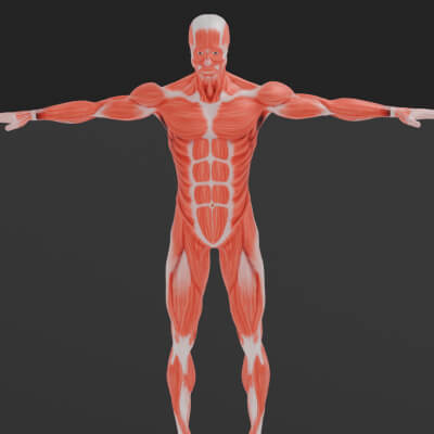 Human Muscular System 3D Printable Model by 3drealism