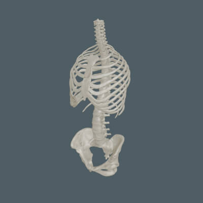 Human Rib Cage and Spine Anatomy 3D Model by 3drealism