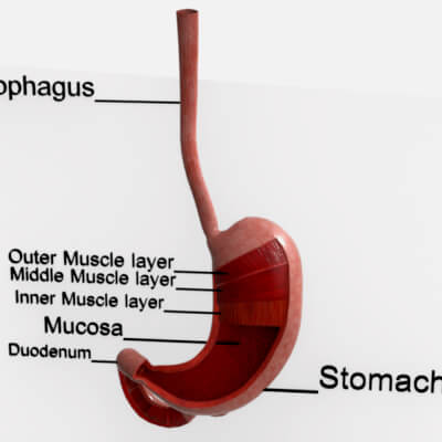 Human Stomach Anatomy With Labelled Muscle Layers 3D Model by 3drealism