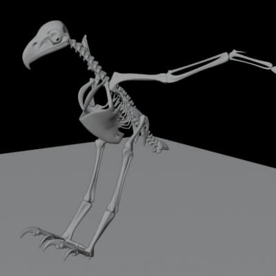 Stylized Avian Skeleton 3D Anatomy Model with Wings Beshmesh by 3drealism