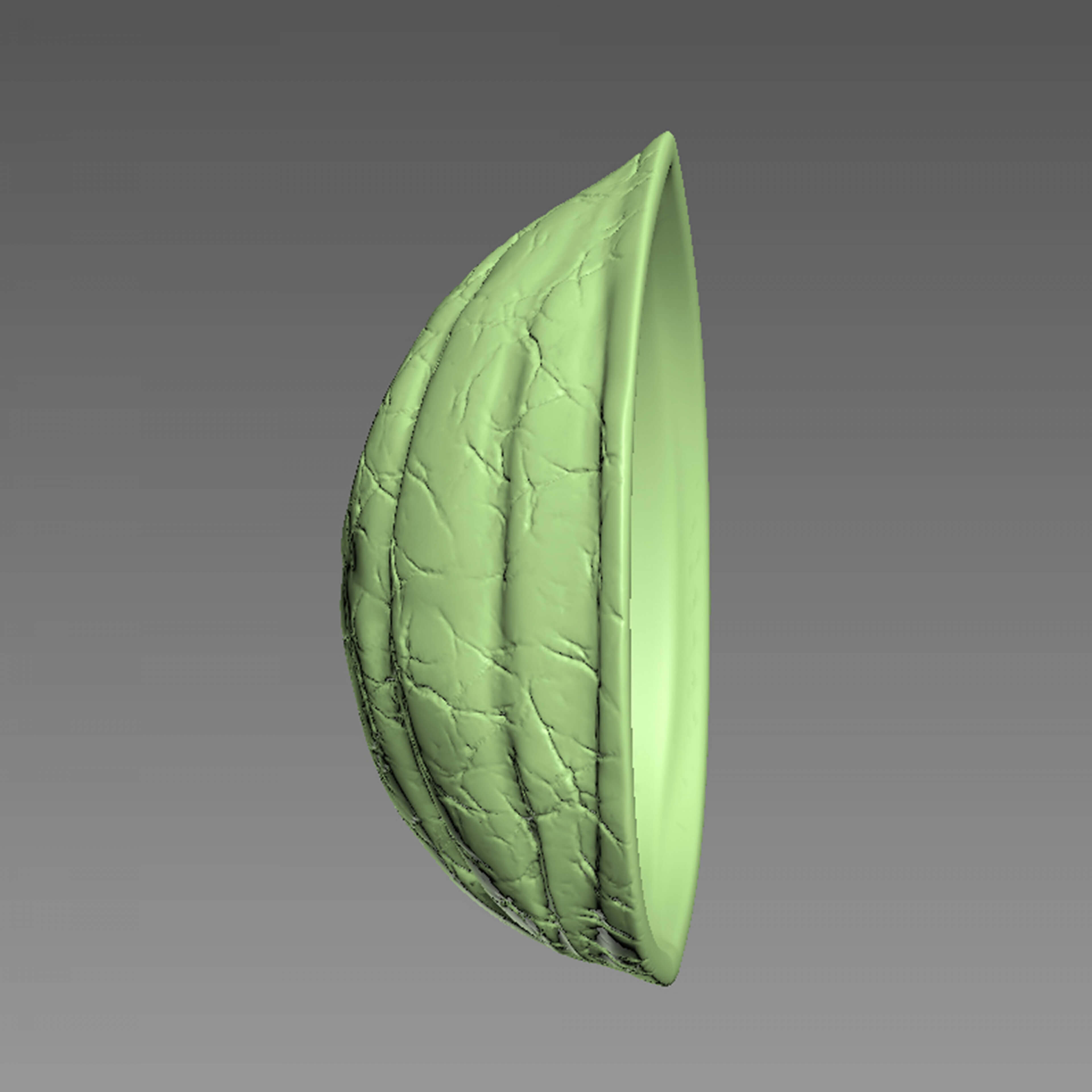 Nut Shell Relief - 3D Model by 3DRelief