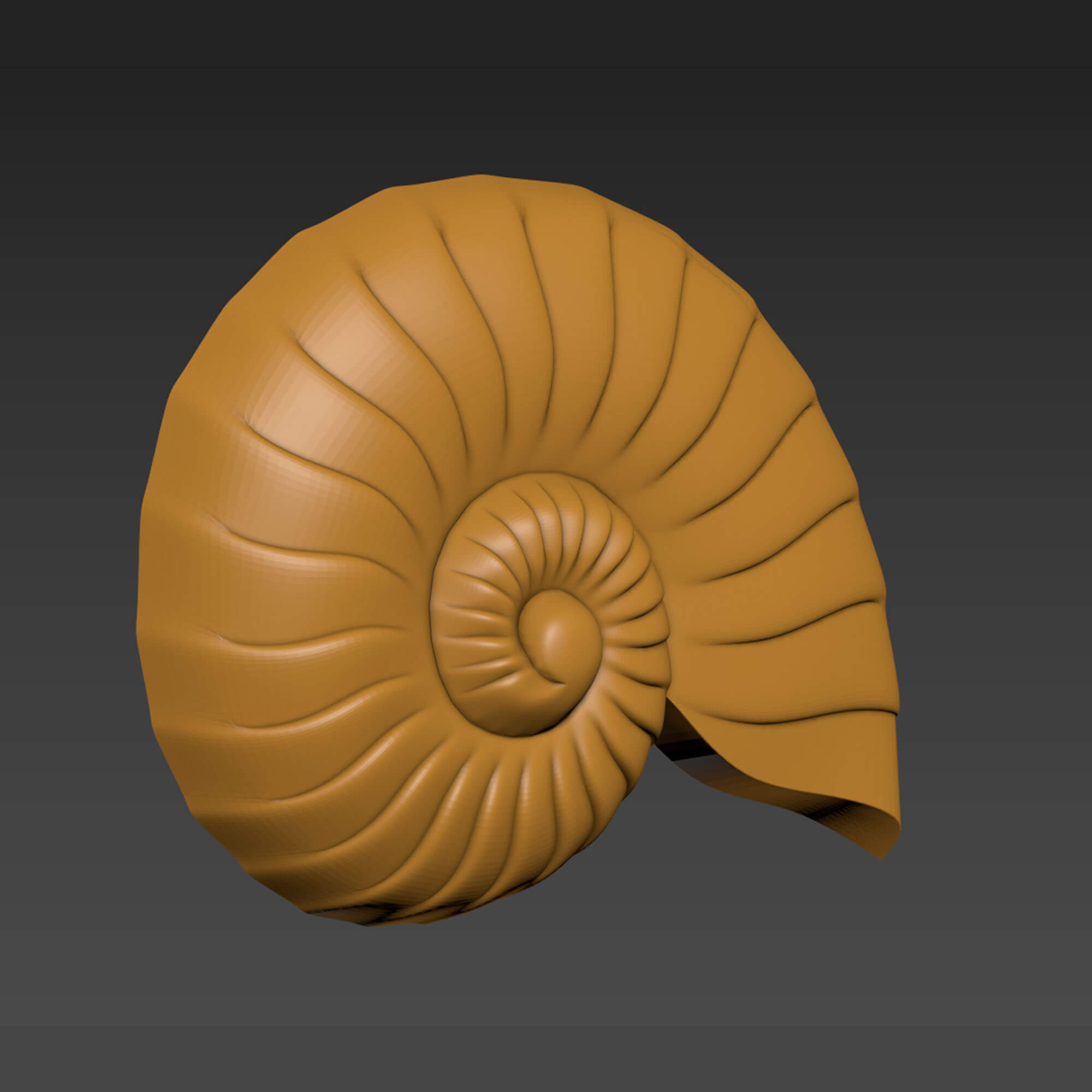 Seashell Shell Clamshell - 3D Print Model by 3DRelief