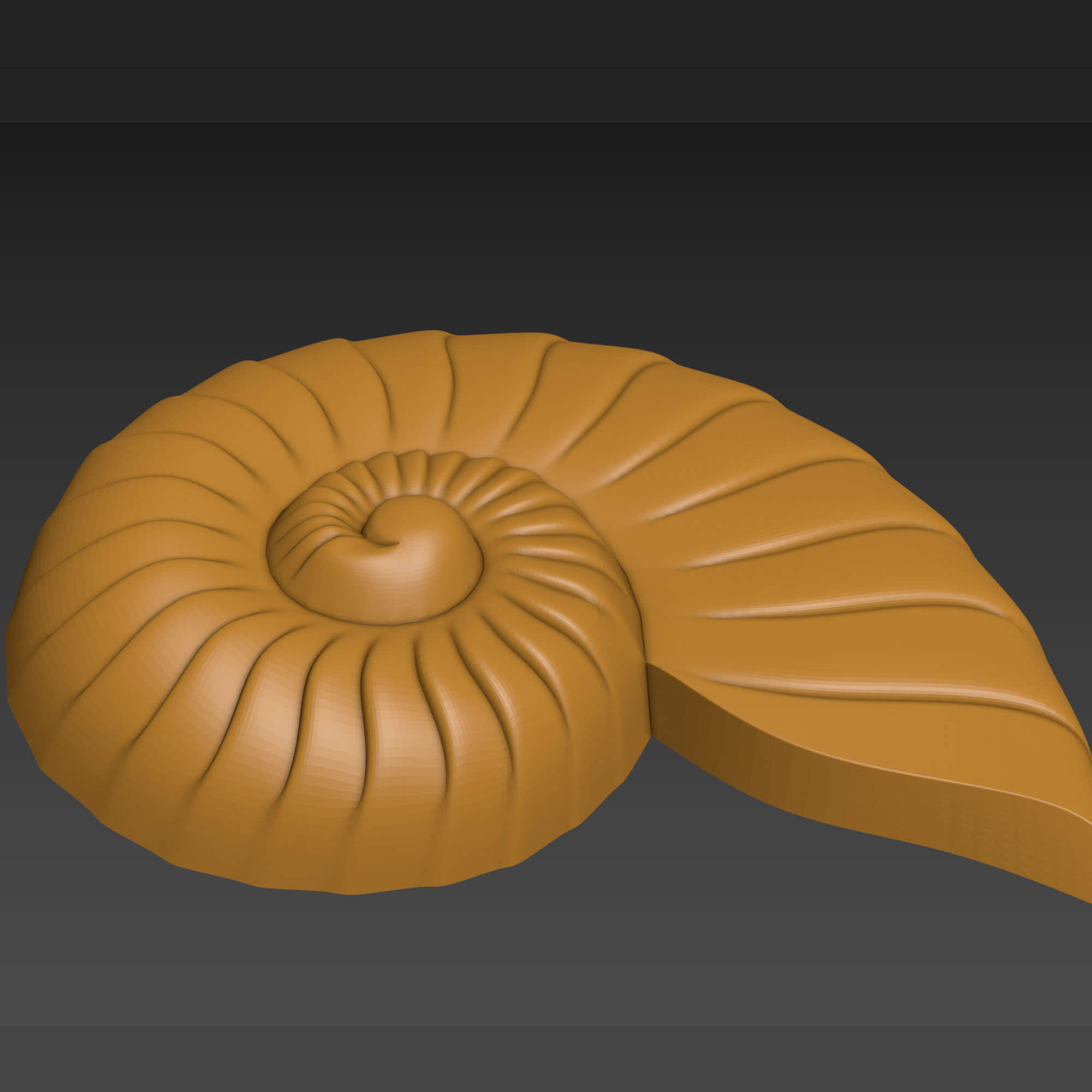 Seashell Shell Clamshell - 3D Print Model by 3DRelief
