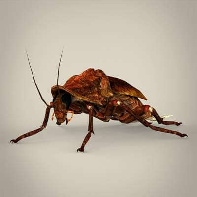 Cockroach Fantasy Creature - 3D Model by 3dseller