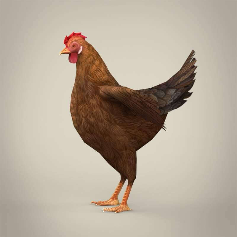 Hen - 3D Model by 3dseller