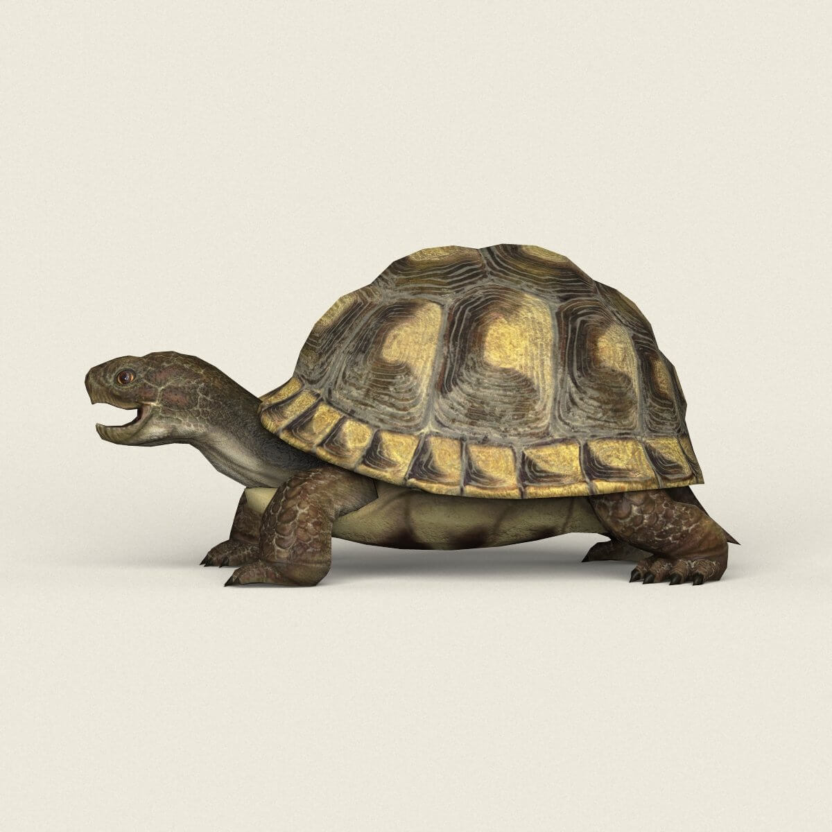 Tortoise - 3D Model by 3dseller