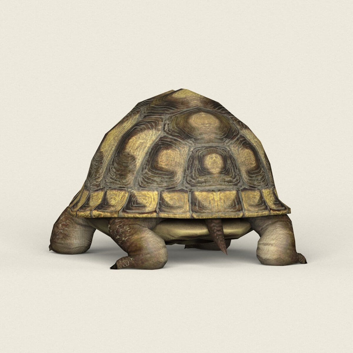 Tortoise - 3D Model by 3dseller