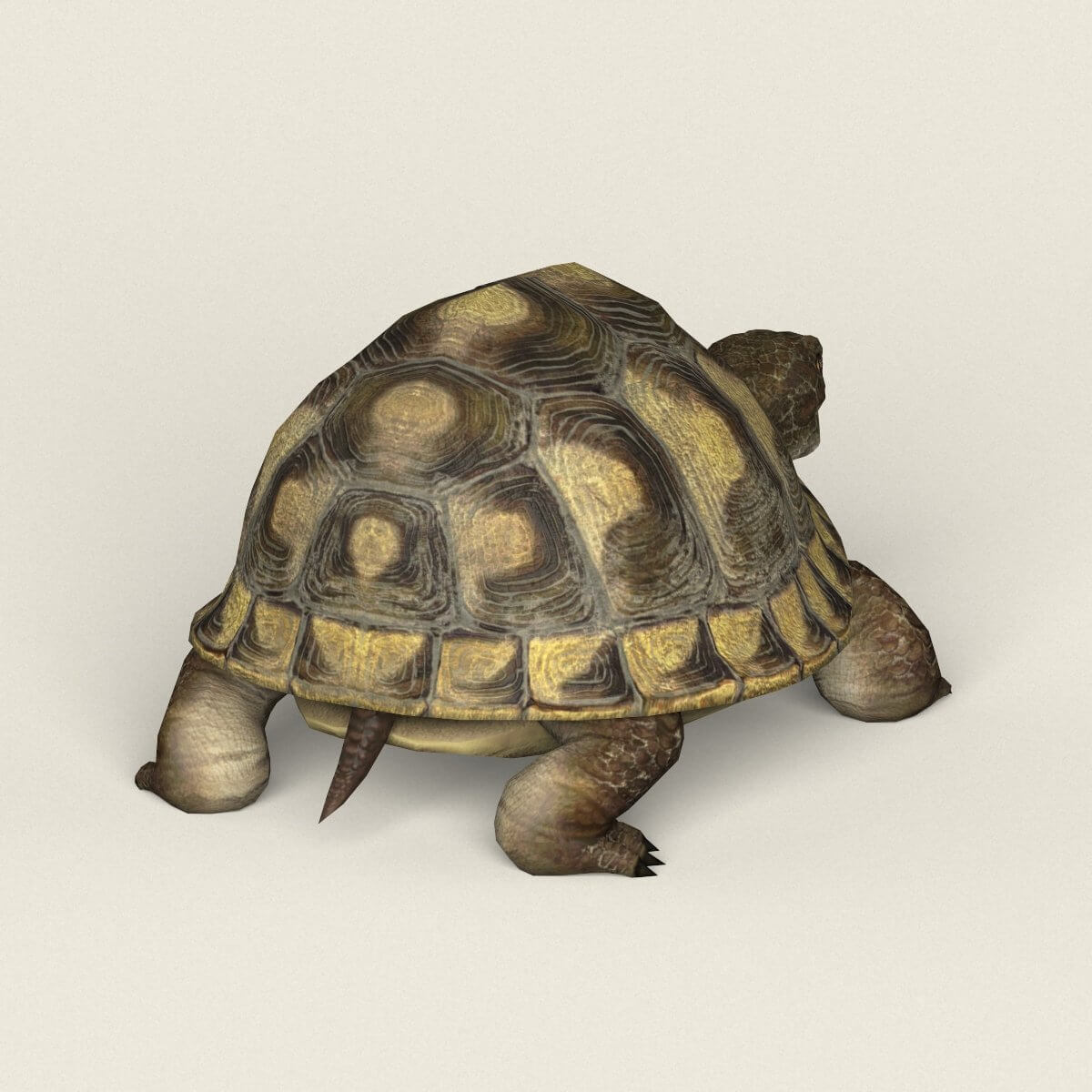 Tortoise - 3D Model by 3dseller