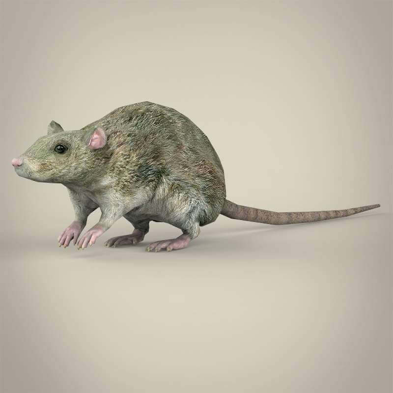 Rat - 3D Model by 3dseller