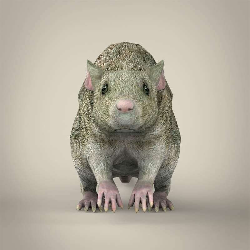Rat - 3D Model by 3dseller