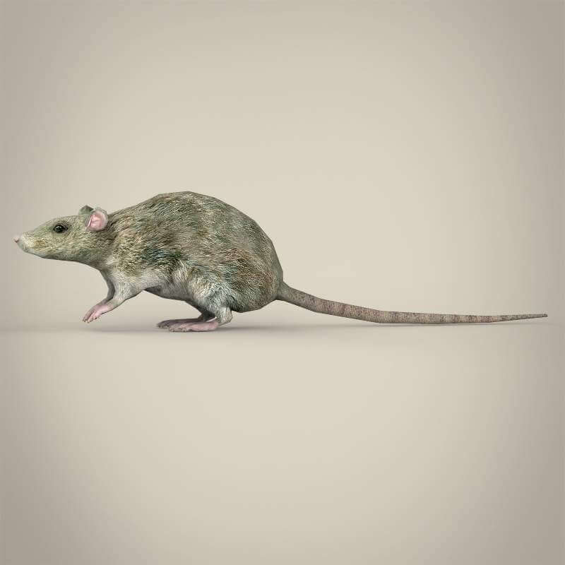 Rat - 3D Model by 3dseller