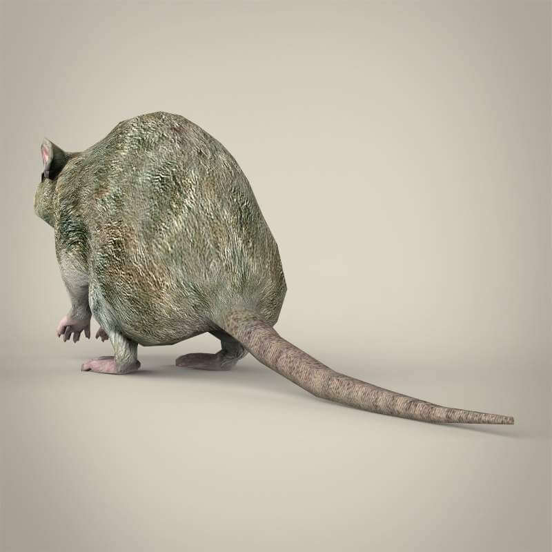 Rat - 3D Model by 3dseller
