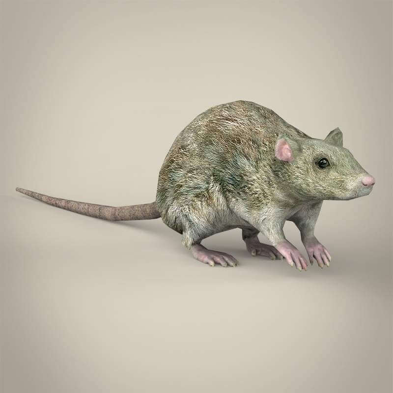 Rat - 3D Model by 3dseller