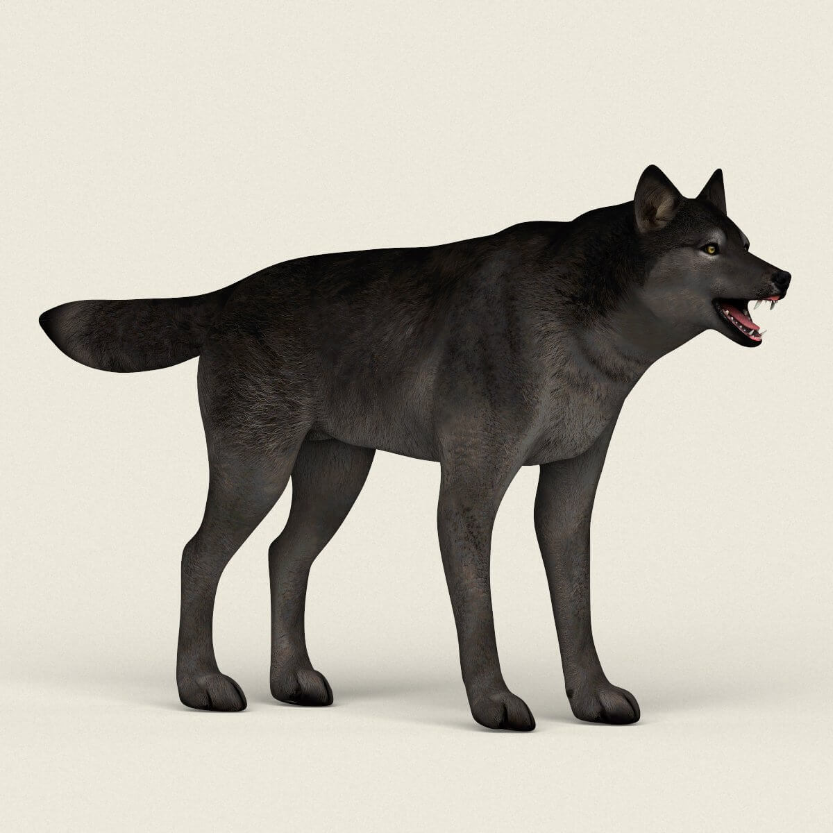Black Wolf - 3D Model by 3dseller